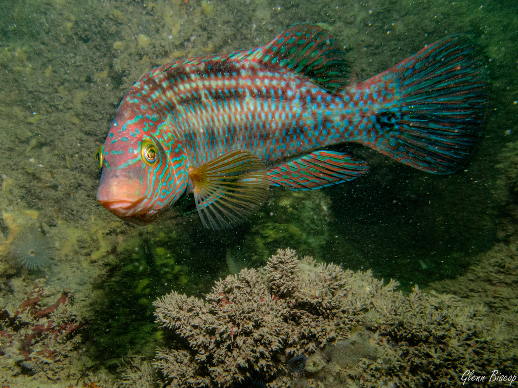 Corkwing Wrasse from Zeelandbrug, Zierikzee, Netherlands on July 22 ...