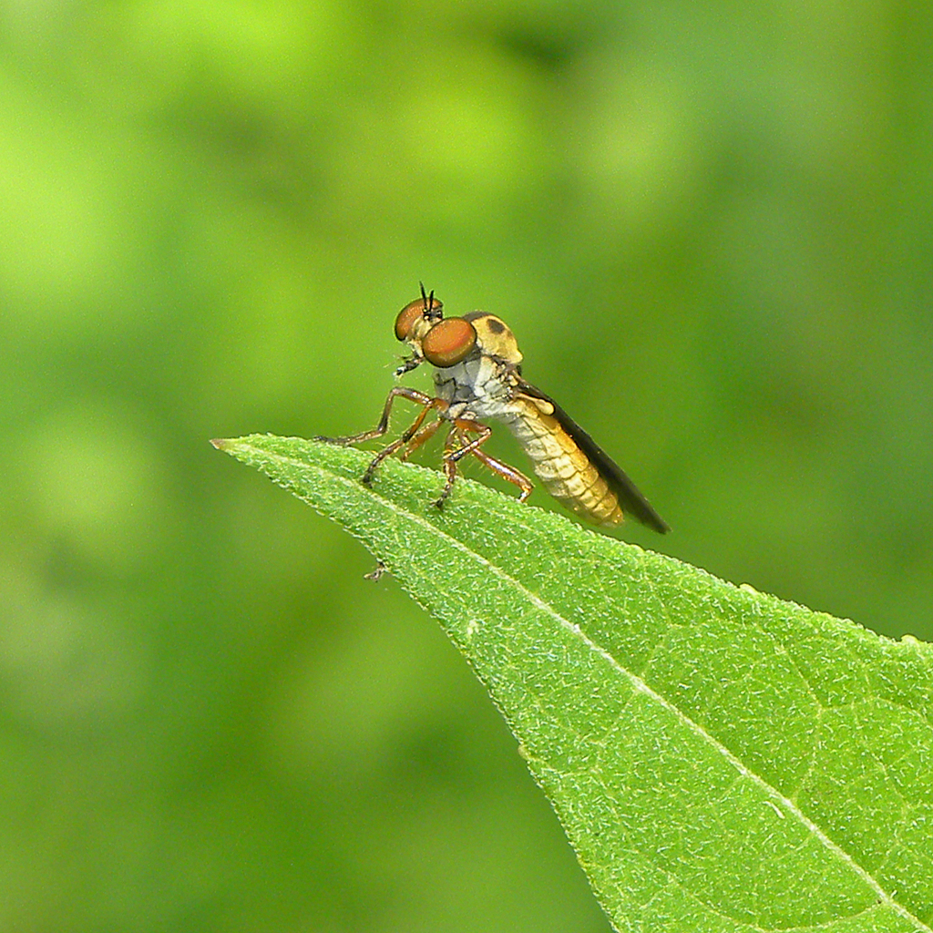 Gnat Ogres in July 2020 by M. Whitson. A very cool-looking little ...