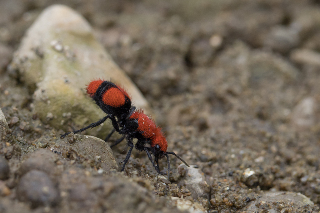 Common Eastern Velvet Ant from Hamilton County, OH, USA on August 02 ...