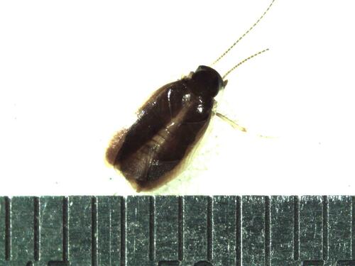 Anaplecta parviceps · iNaturalist