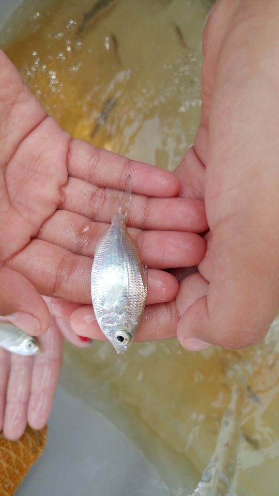 Spotfin Mojarra (Eucinostomus argenteus) - Marine Life Identification