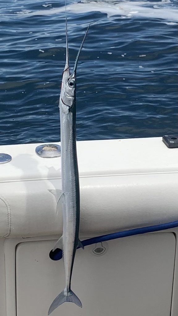 Needlefishes from Pacific Ocean, Guanacaste, CR on August 02, 2022 at ...