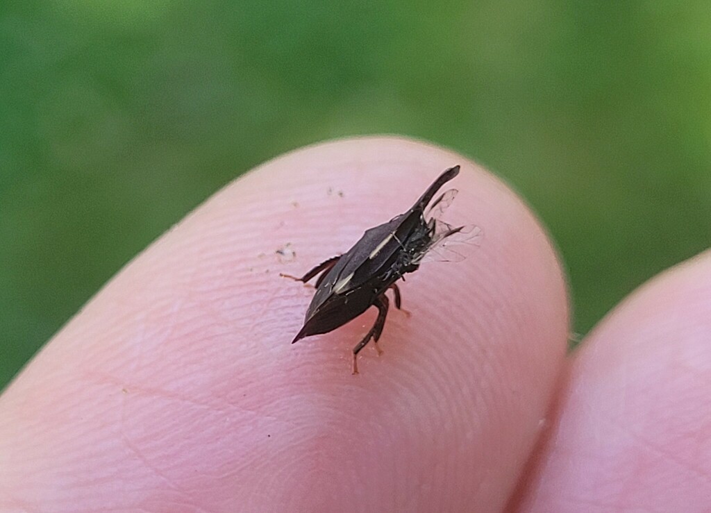 Two-marked Treehopper from Savage, MD, USA on July 20, 2022 at 12:34 PM ...