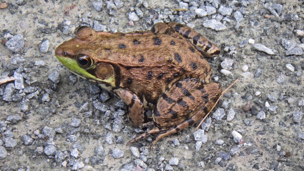 Green Frog from Sudbury, Greater Sudbury, ON, Canada on August 02, 2022 ...