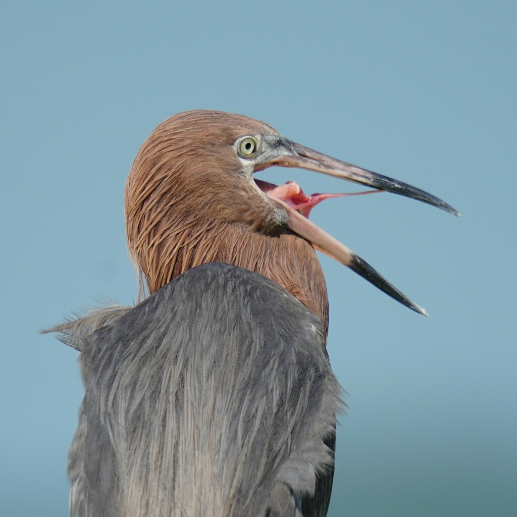 Reddish Egret from Ballast Key, Florida 33040, USA on August 02, 2022 ...