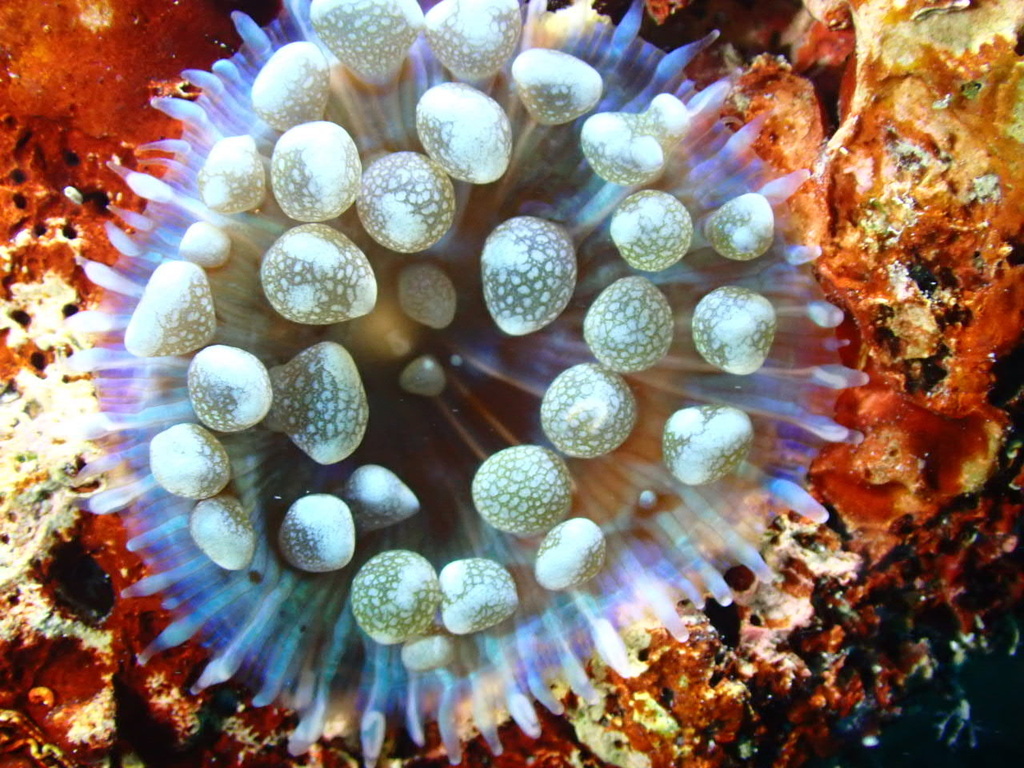 Warty Corallimorph from Guantánamo, CU on August 1, 2022 at 11:57 AM by ...