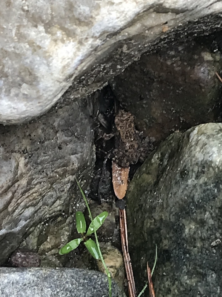 American Toad from Green Mountain and Finger Lakes National Forests ...