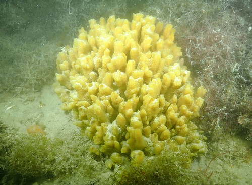 Demosponja (Lissodendoryx sigmata)