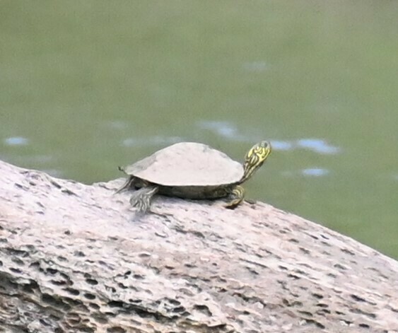 Texas Cooter from Victoria County, TX, USA on August 02, 2022 at 12:07 ...