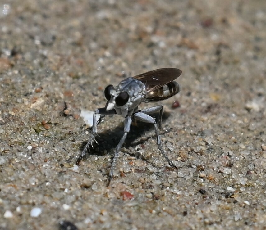 Three-banded Robber Fly from Victoria County, TX, USA on August 02 ...