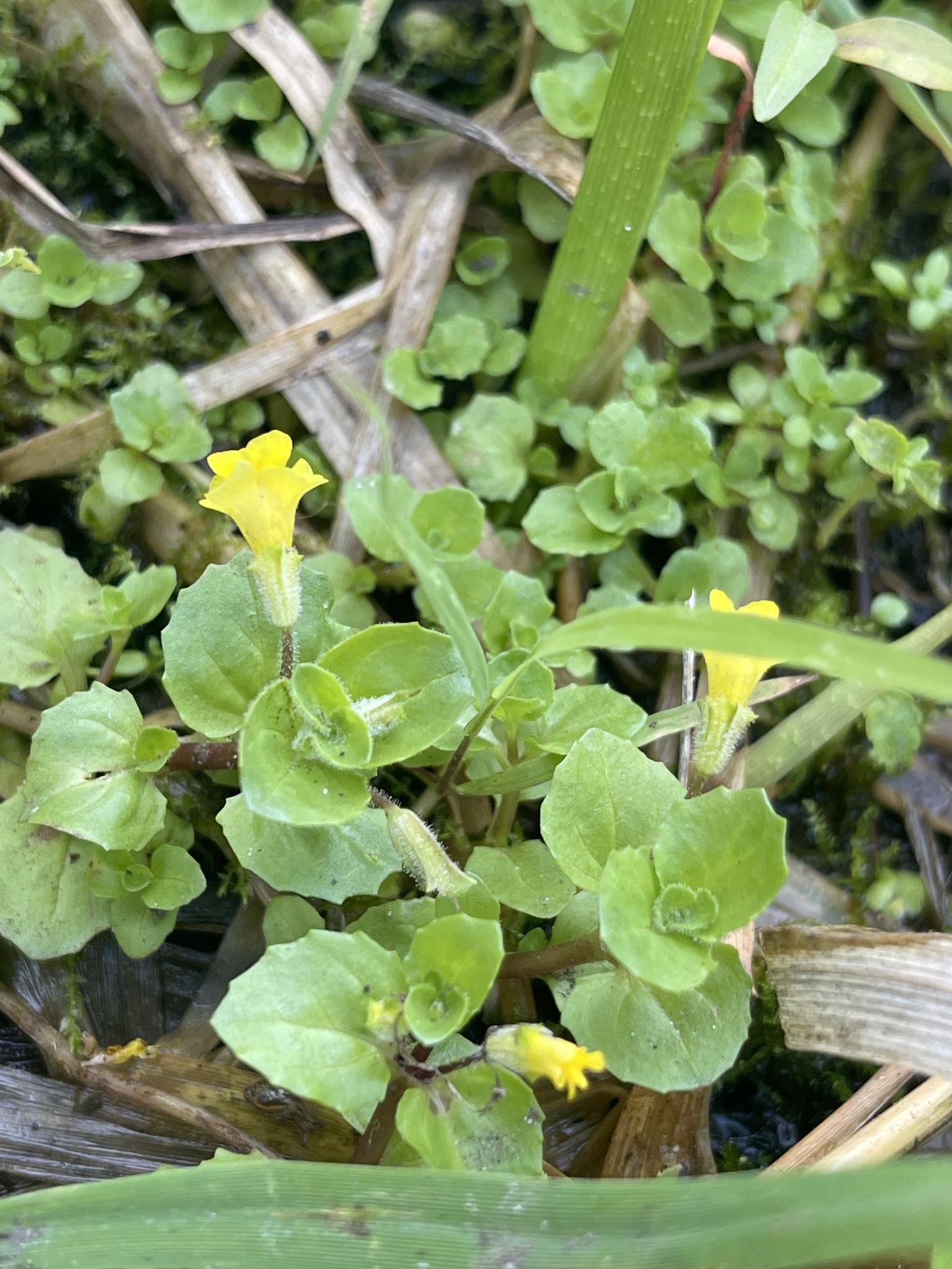 Erythranthe geyeri (Torr.) G.L.Nesom