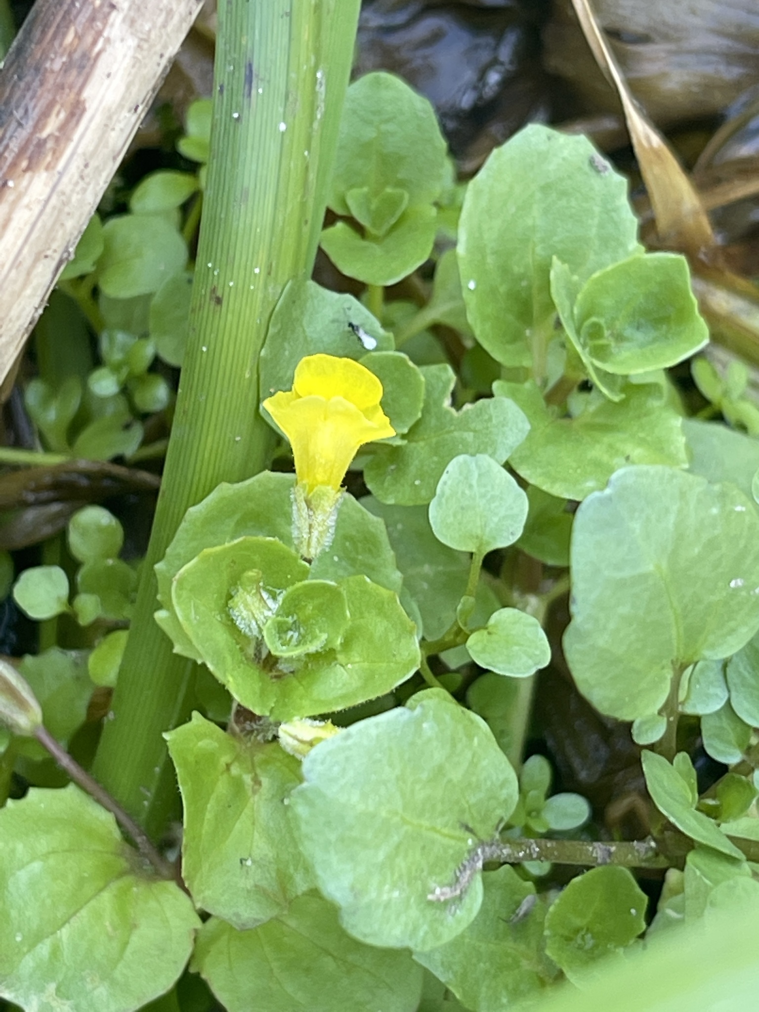 Erythranthe geyeri (Torr.) G.L.Nesom