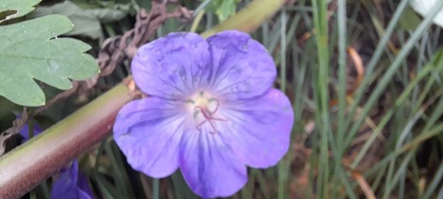 Observations by charles_stirton · iNaturalist