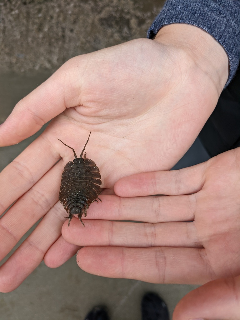 Common Rock Louse from Seal Rock, OR 97376, USA on August 02, 2022 at ...