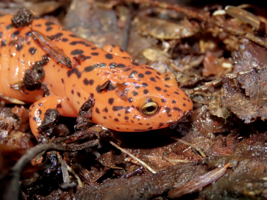 Northern Red Salamander in August 2022 by Josh Emm · iNaturalist