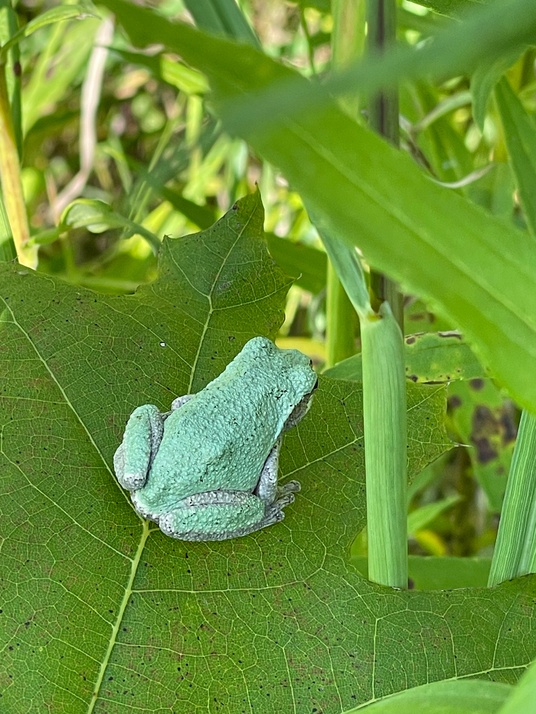 Gray Treefrog from New Castle on July 31, 2022 at 04:45 PM by Helen ...