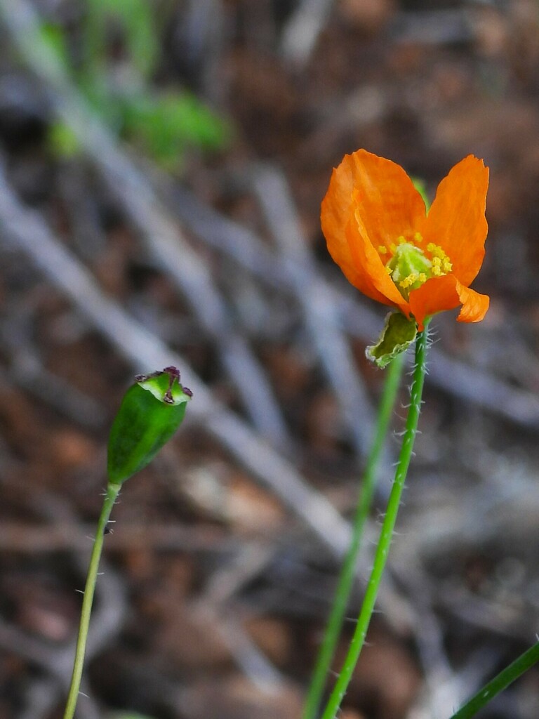 fire poppy from 96 Mitchell Canyon Rd, Clayton, CA 94517, USA on May 27 ...