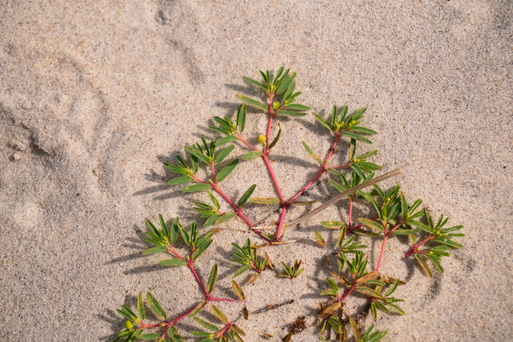 seaside sandmat from Ipswich, MA, USA on July 31, 2022 at 04:16 AM by ...