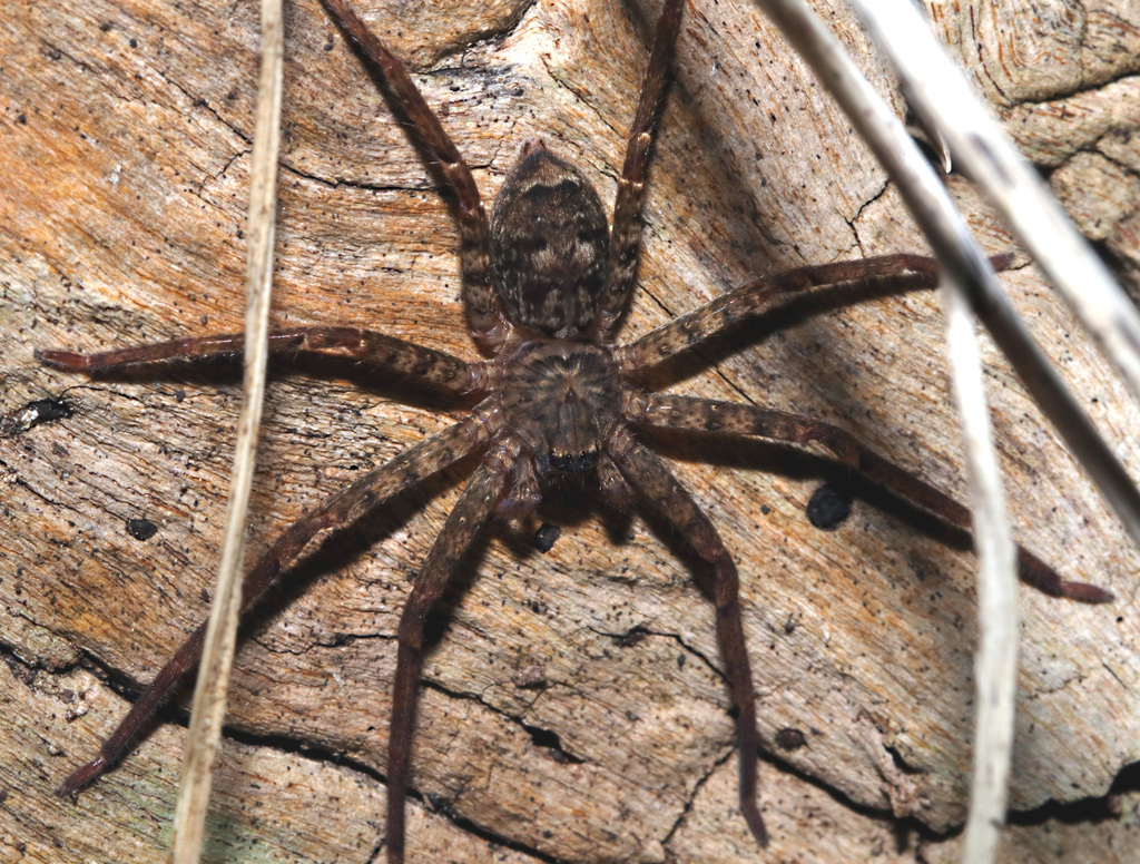 Long-legged Huntsman Spider in July 2022 by juliegraham173 · iNaturalist