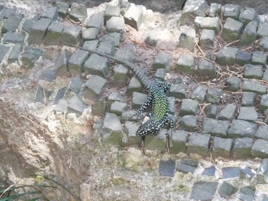 Common Wall Lizard from Roman Forum, Rome, Lazio, IT on August 21, 2010 ...