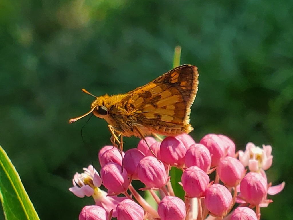 Peck's Skipper in August 2022 by Kai Joaquin · iNaturalist
