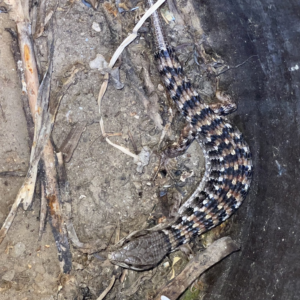San Diego Alligator Lizard in August 2022 by Daryl Williams · iNaturalist