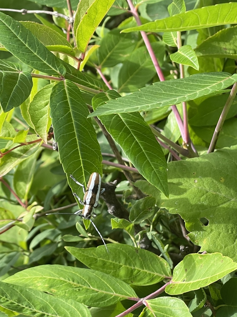 Round-headed Apple Tree Borer from Marquette, MI, US on August 02, 2022 ...