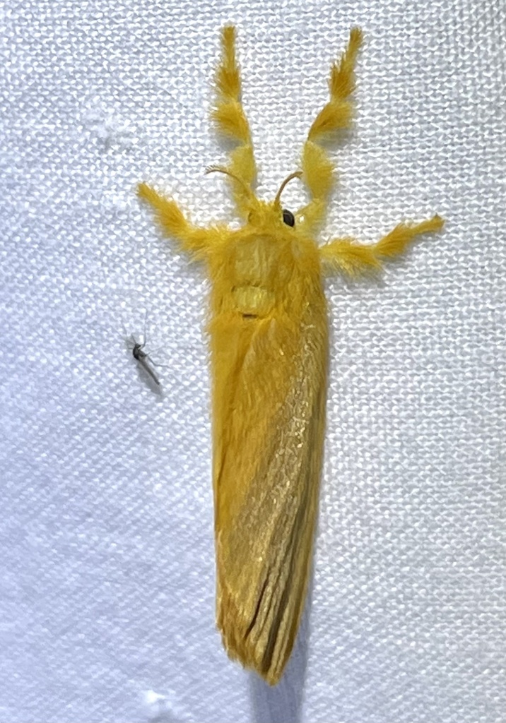 Jewel Caterpillar Moths from Roundup Picnic Area, Rio Rico, AZ, US on ...
