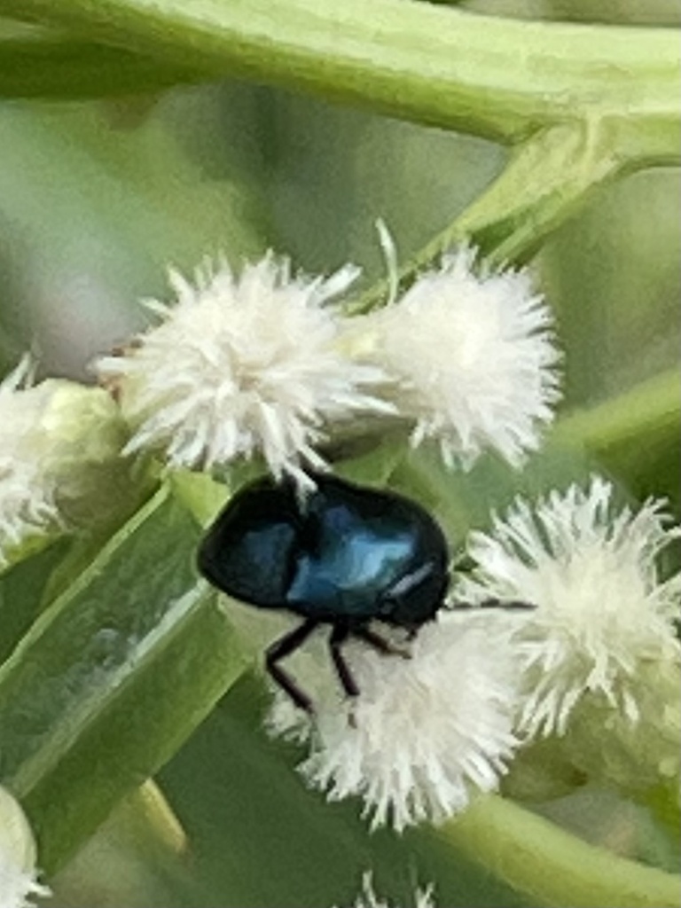 Stink Bugs, Shield Bugs, and Allies from Arizona-Sonora Desert Museum ...