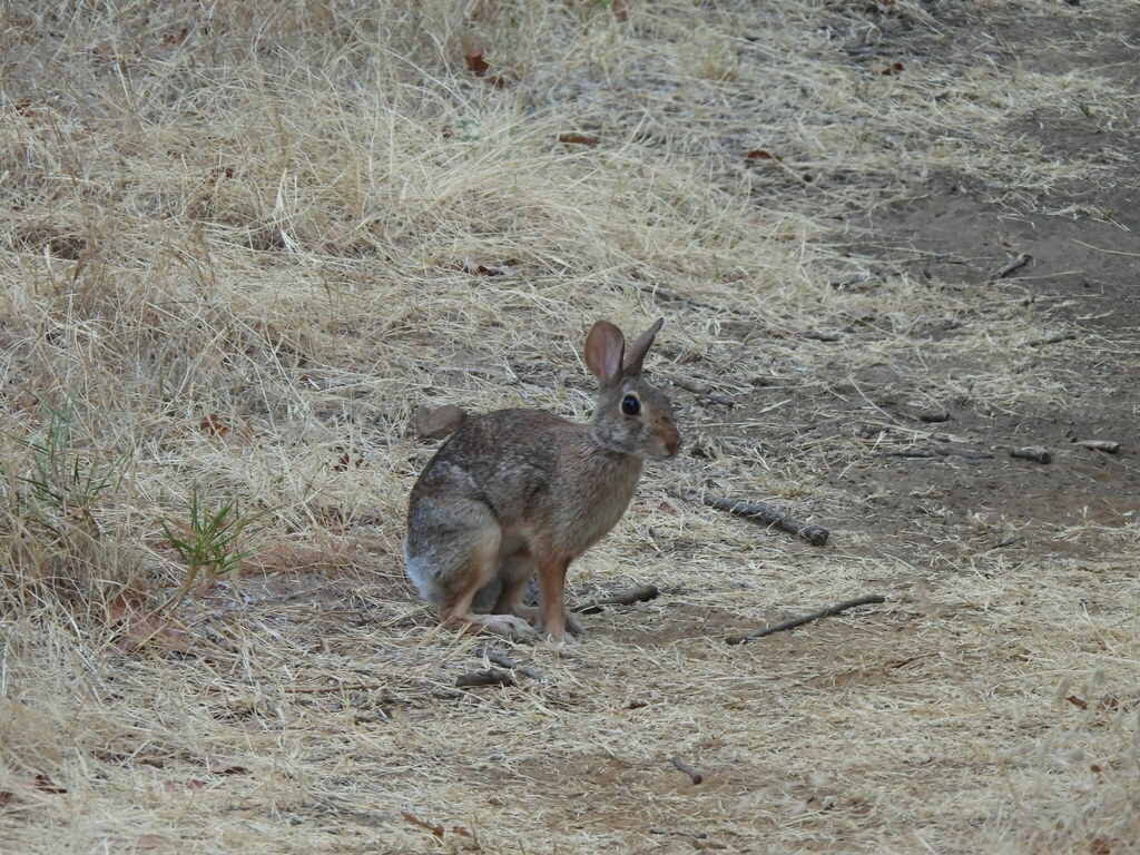 Eastern Cottontail from West Arlington, Arlington, TX, USA on August 02 ...