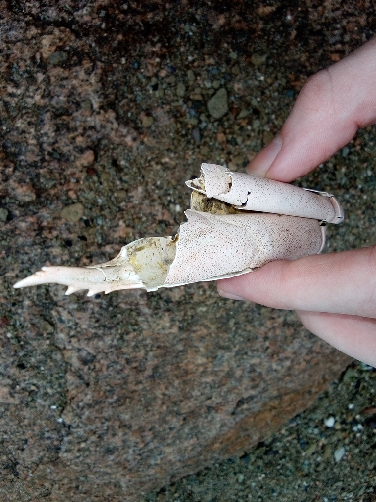 American Lobster from Miramichi, NB, Canada on August 02, 2022 at 07:44 ...