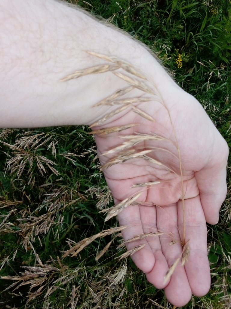 Smooth Brome from Miramichi, NB, Canada on August 02, 2022 at 08:01 PM ...