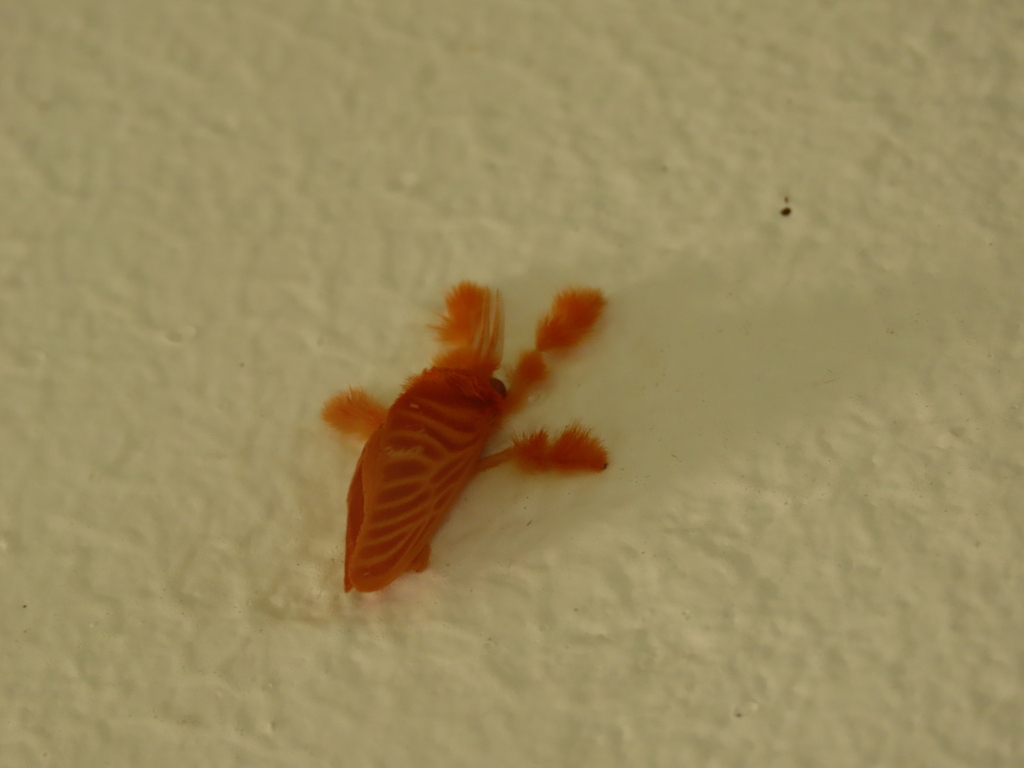 Jewel Caterpillar Moth from Las Lajas, Panamá on August 02, 2022 at 07: ...