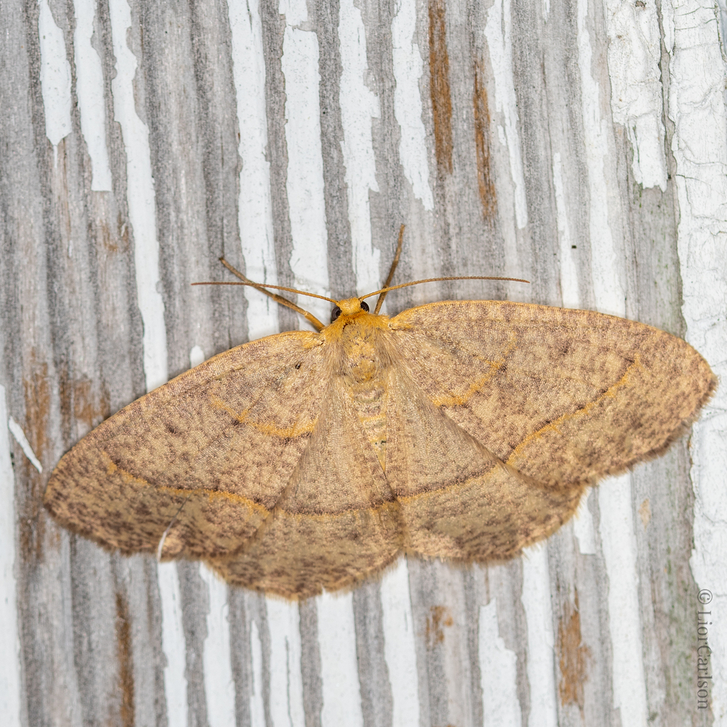 Curved-lined Looper Moth from 1507 U.S. Hwy 70A, Hillsborough, NC 27278 ...