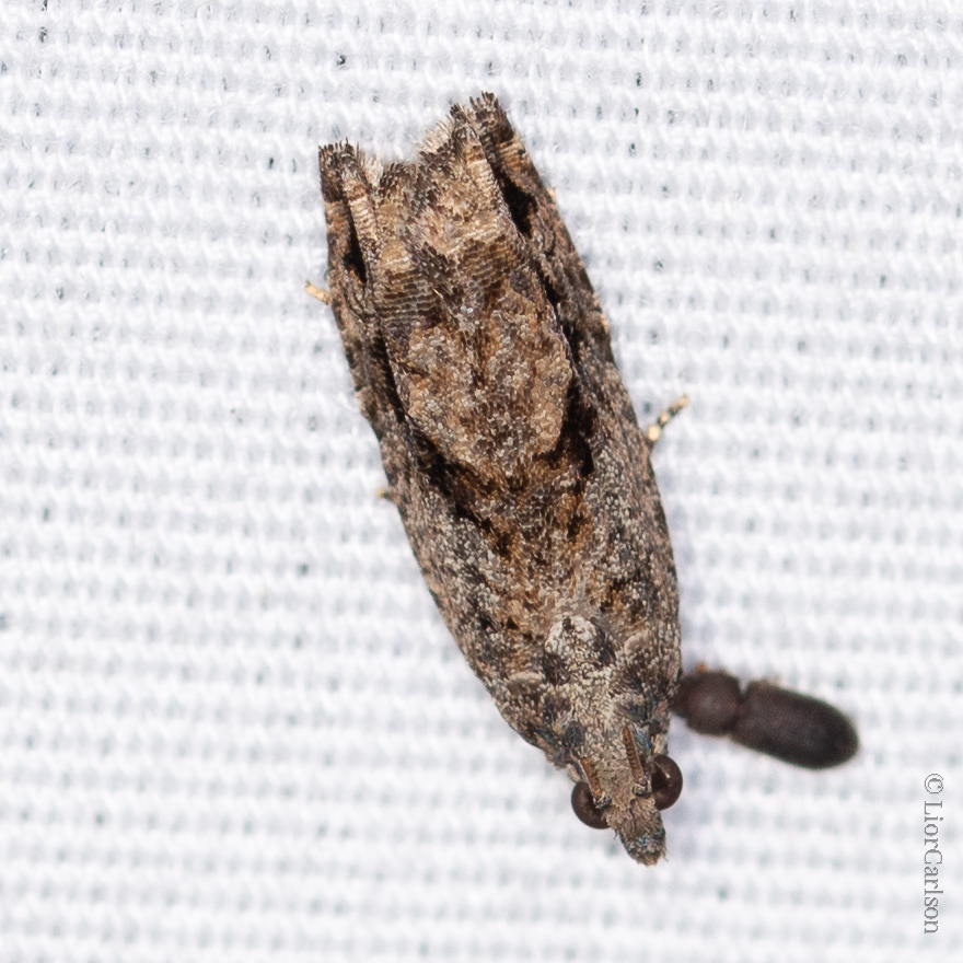 Pecan Bud Moth from 1507 U.S. Hwy 70A, Hillsborough, NC 27278, USA on ...