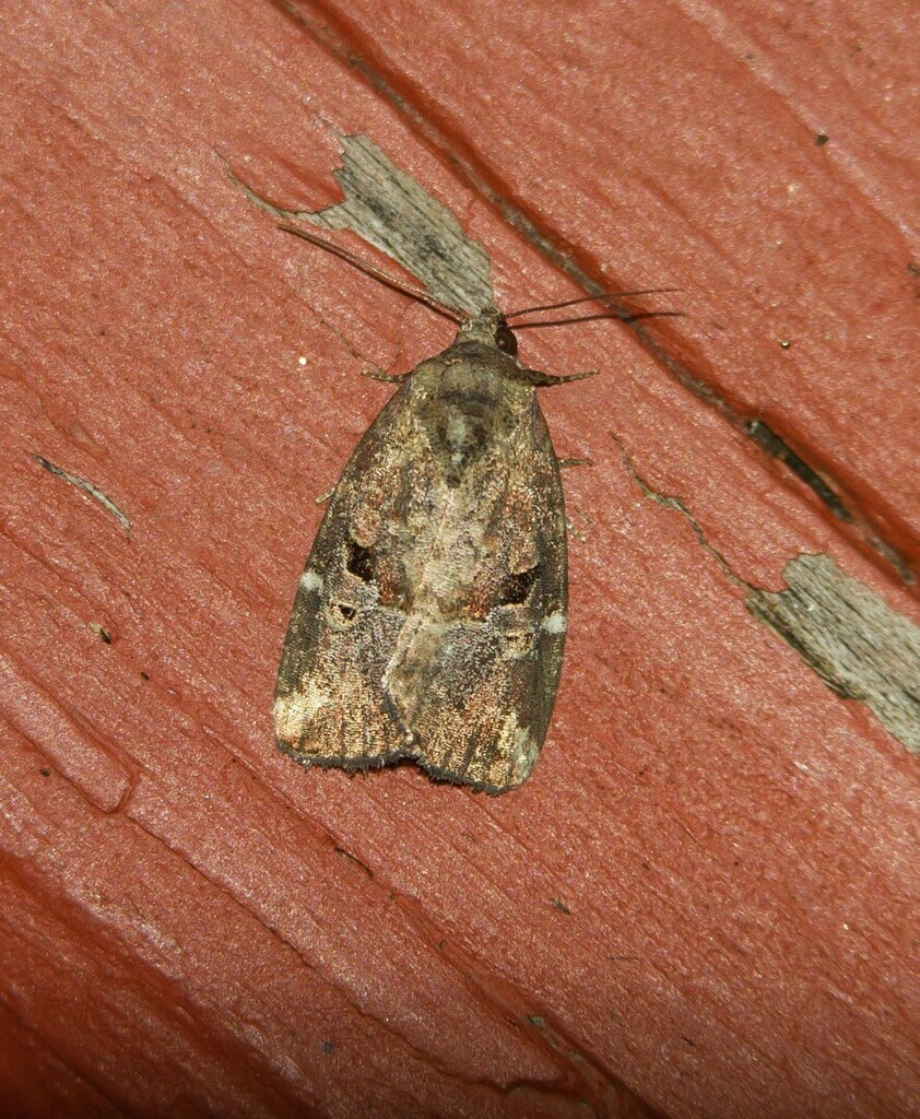 Variegated Midget in August 2022 by Stella Tea · iNaturalist