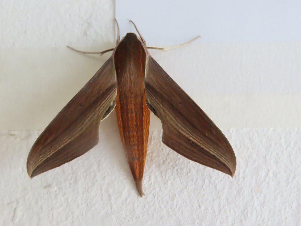 Tersa Sphinx from Las Lajas, Panamá on August 02, 2022 at 07:30 AM by ...