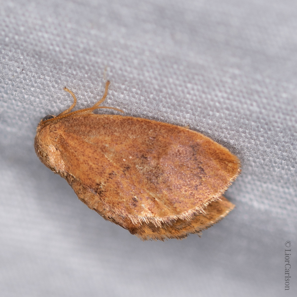 Red-eyed Button Slug Moth from 1507 U.S. Hwy 70A, Hillsborough, NC ...
