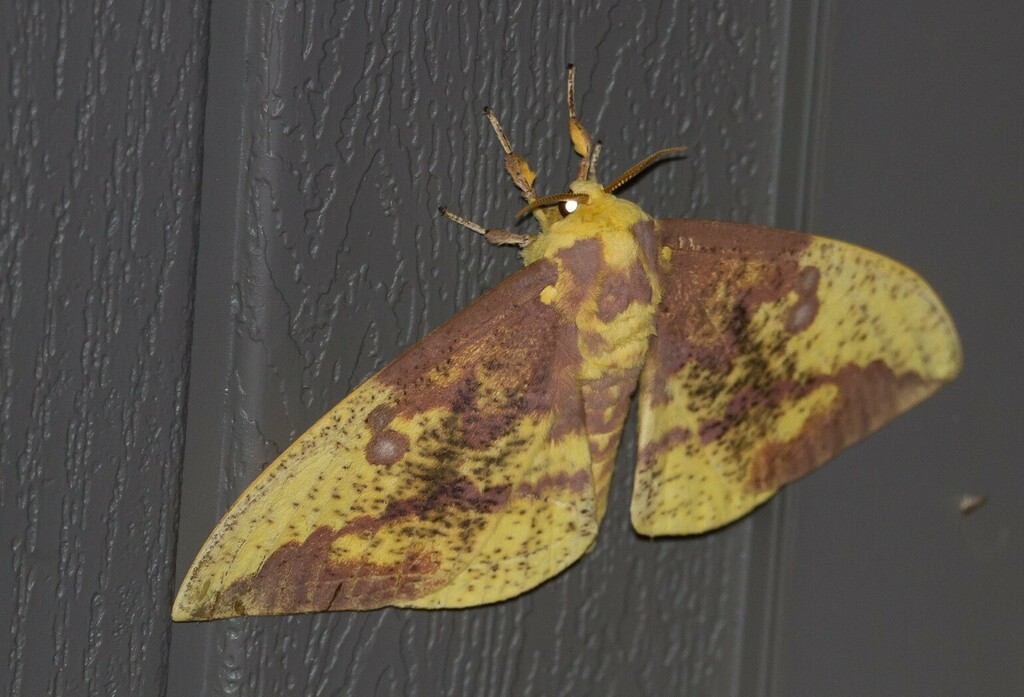 Imperial Moth in August 2022 by Stella Tea · iNaturalist