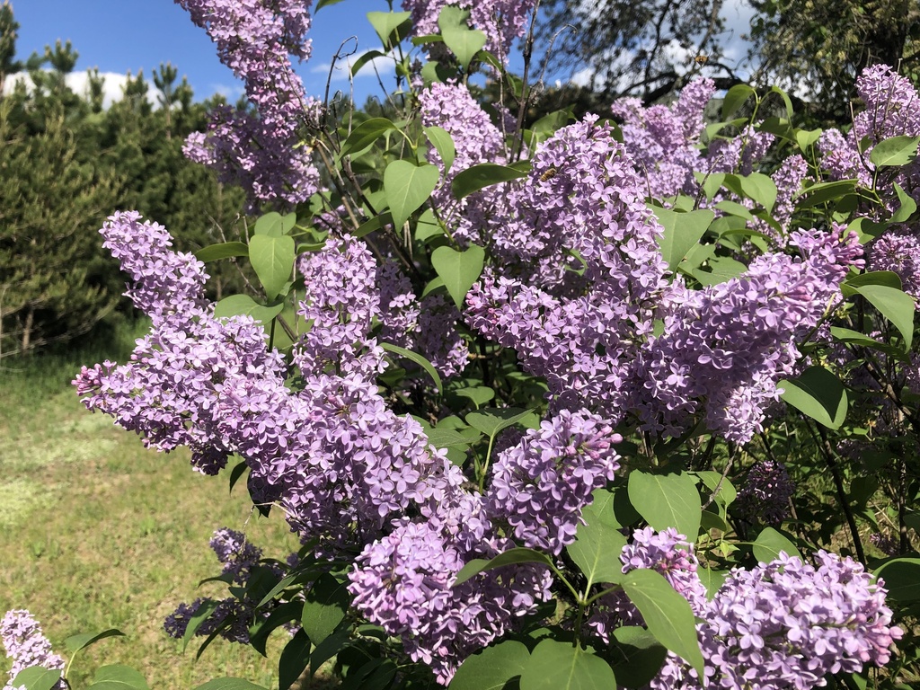common lilac from CR-41, Park Rapids, MN, US on June 08, 2022 at 04:49 ...