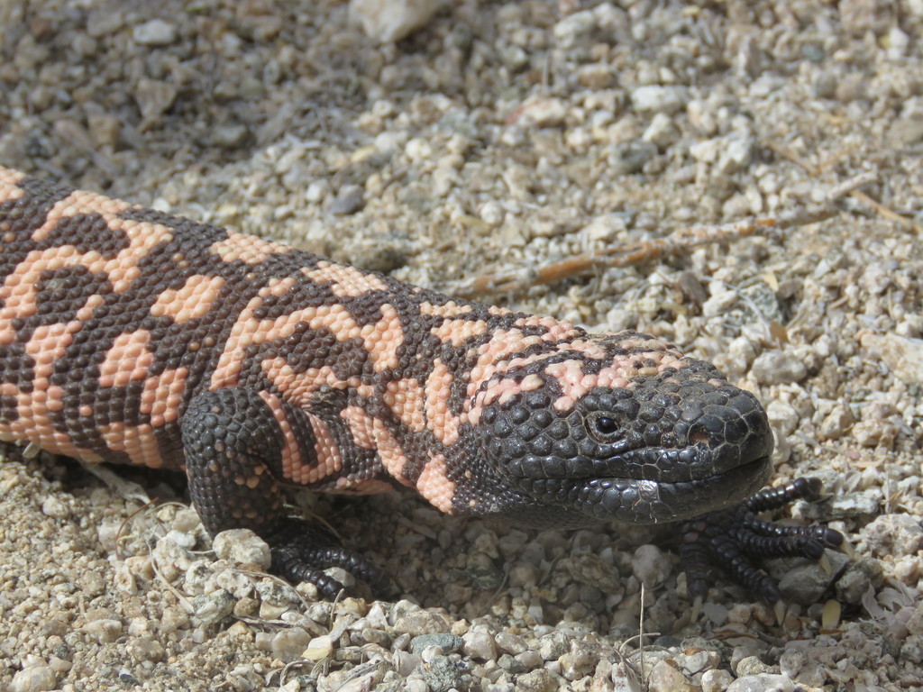 Gila Monster from Puerto Peñasco, Son., México on April 26, 2018 at 11: ...