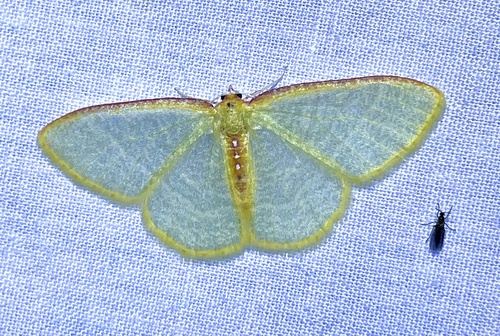 Nemoria daedalea · iNaturalist