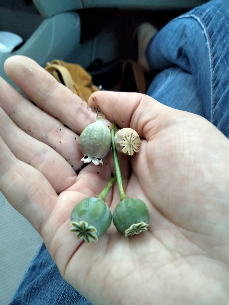 opium poppy from Cook County, US-IL, US on August 2, 2022 at 07:42 PM ...