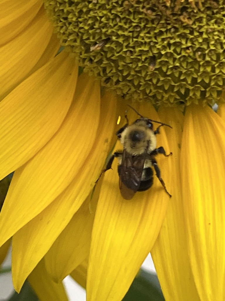Two-spotted Bumble Bee from Garland St E, West Salem, WI, US on August ...
