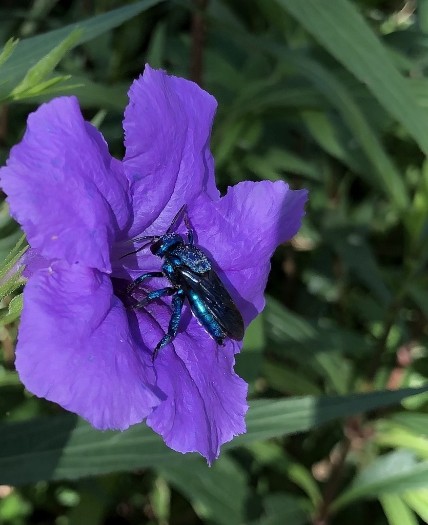 Aztec Cuckoo-Orchid bee from Parque Nacional Cumbres de Monterrey ...