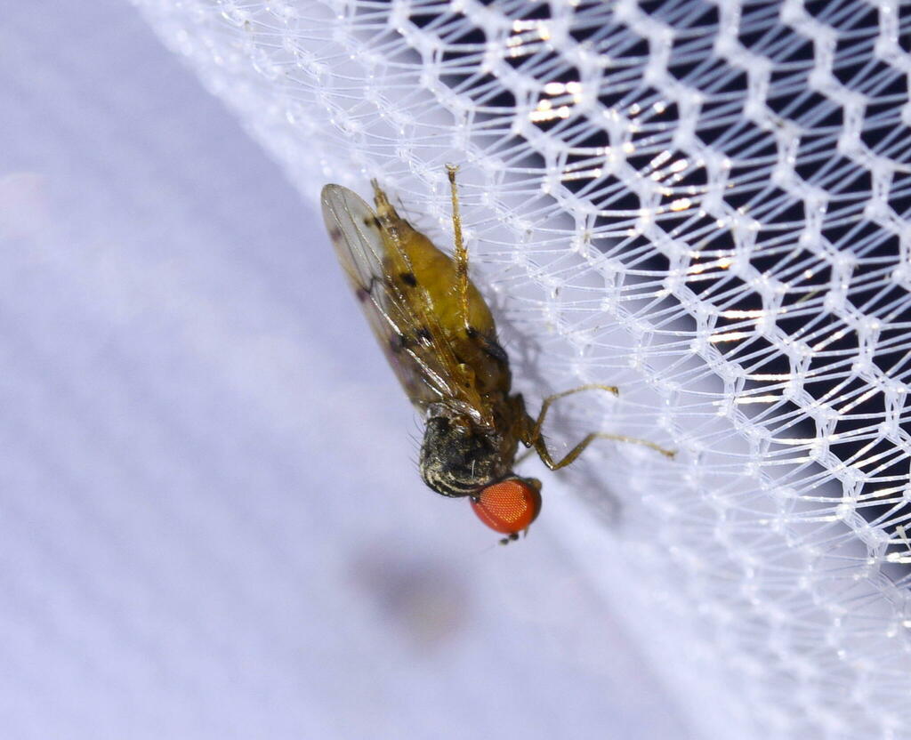 Syneches simplex from Queen Anne's County, MD, USA on July 29, 2022 at ...