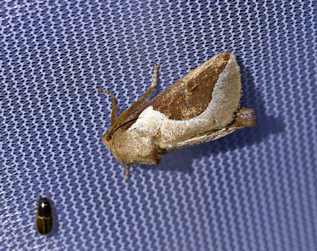 Skiff Moth from Queen Anne's County, MD, USA on July 29, 2022 at 10:16 ...