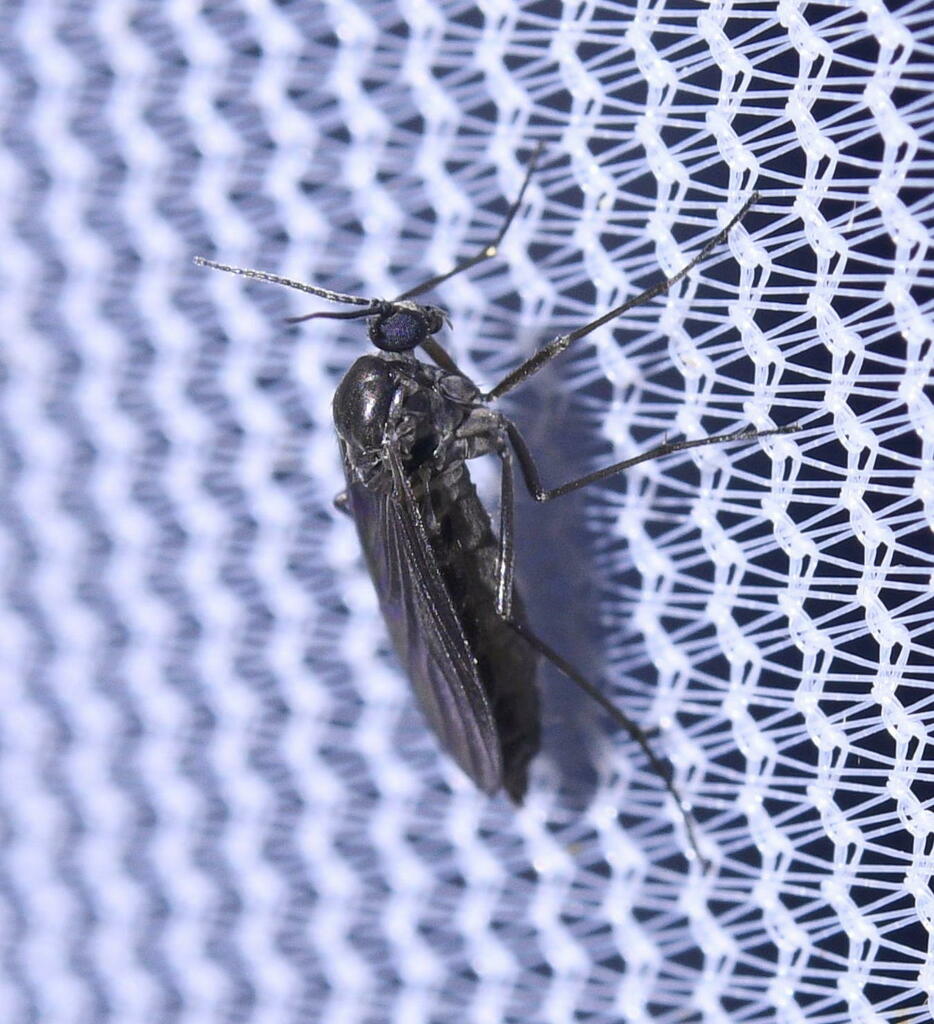 Dark-winged Fungus Gnats from Queen Anne's County, MD, USA on July 29 ...