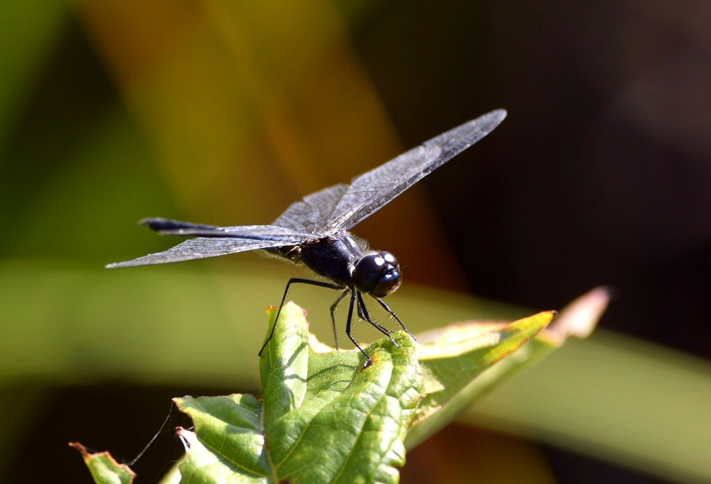 Double-ringed Pennant in July 2022 by Jonathan Irons · iNaturalist