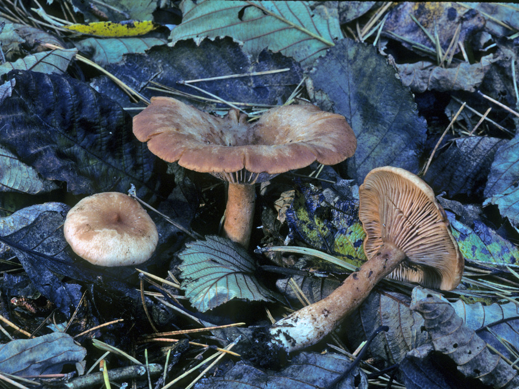 Lactarius cuspidoaurantiacus from Oyehut-Hogans Corner, WA 98550, USA ...